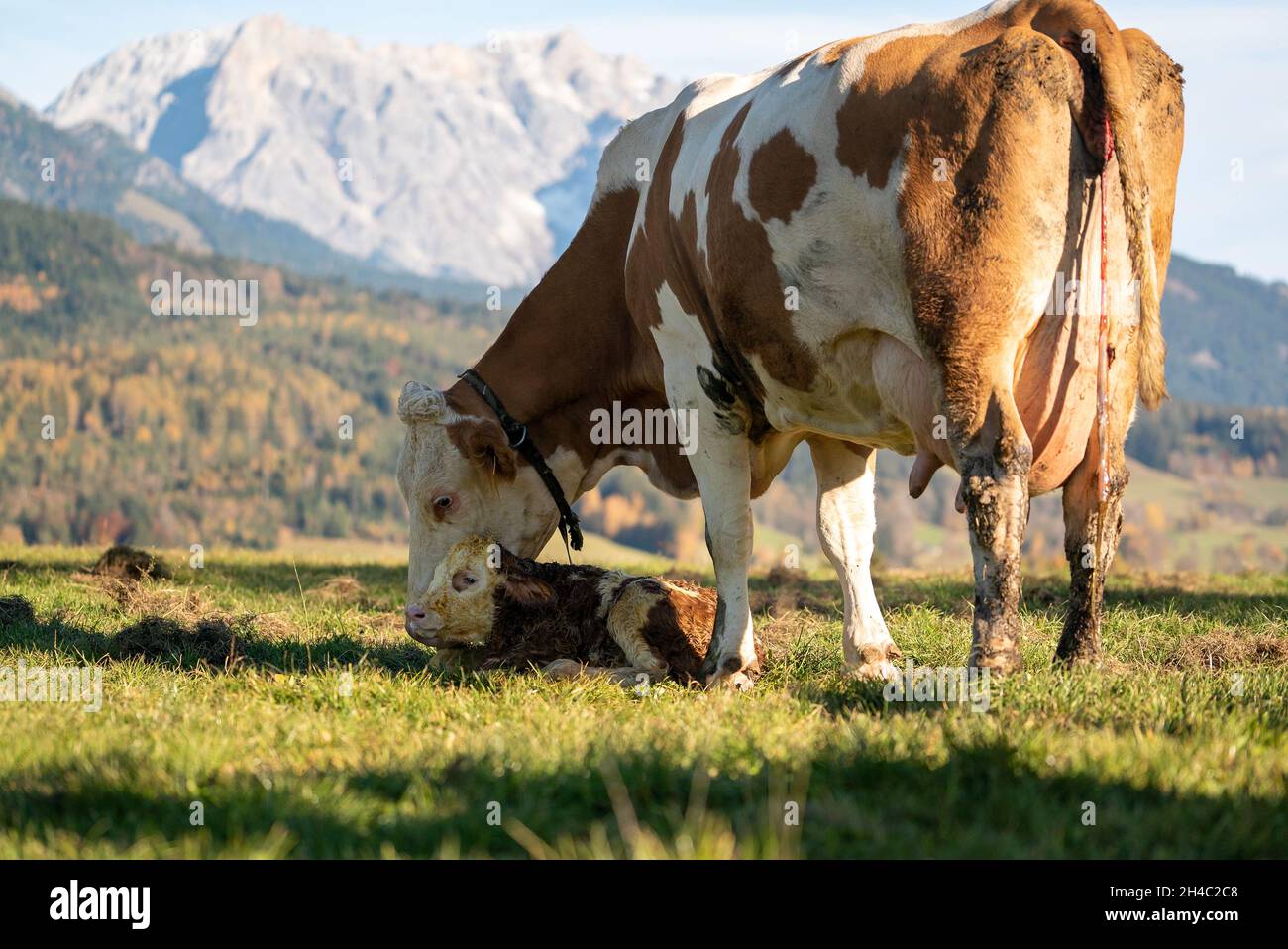 New born calf with his mother in a natural scenery on a beautiful day ...