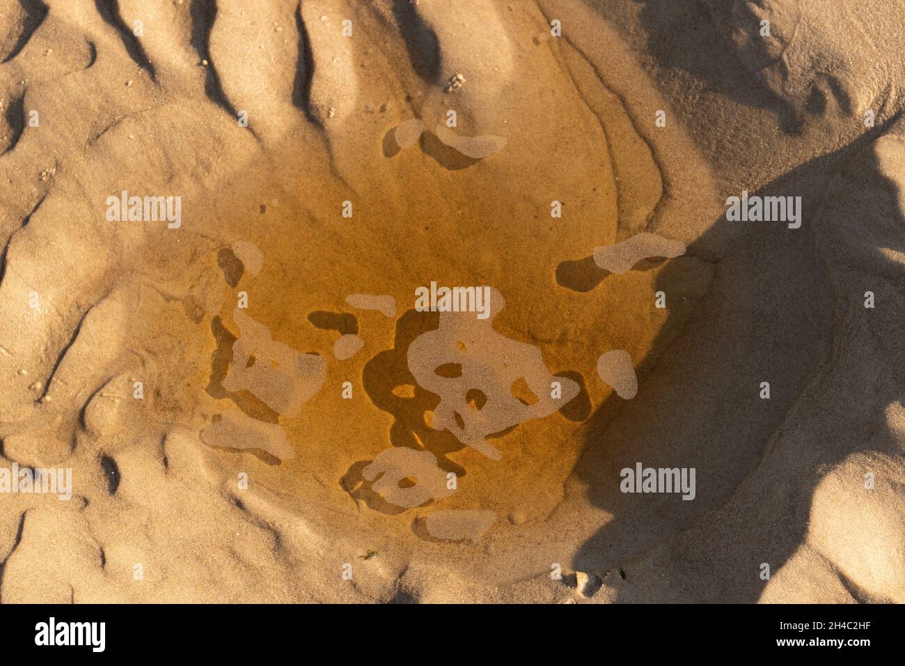 A puddle in a sea sand pit. The foam that makes up a funny, ghostly ...