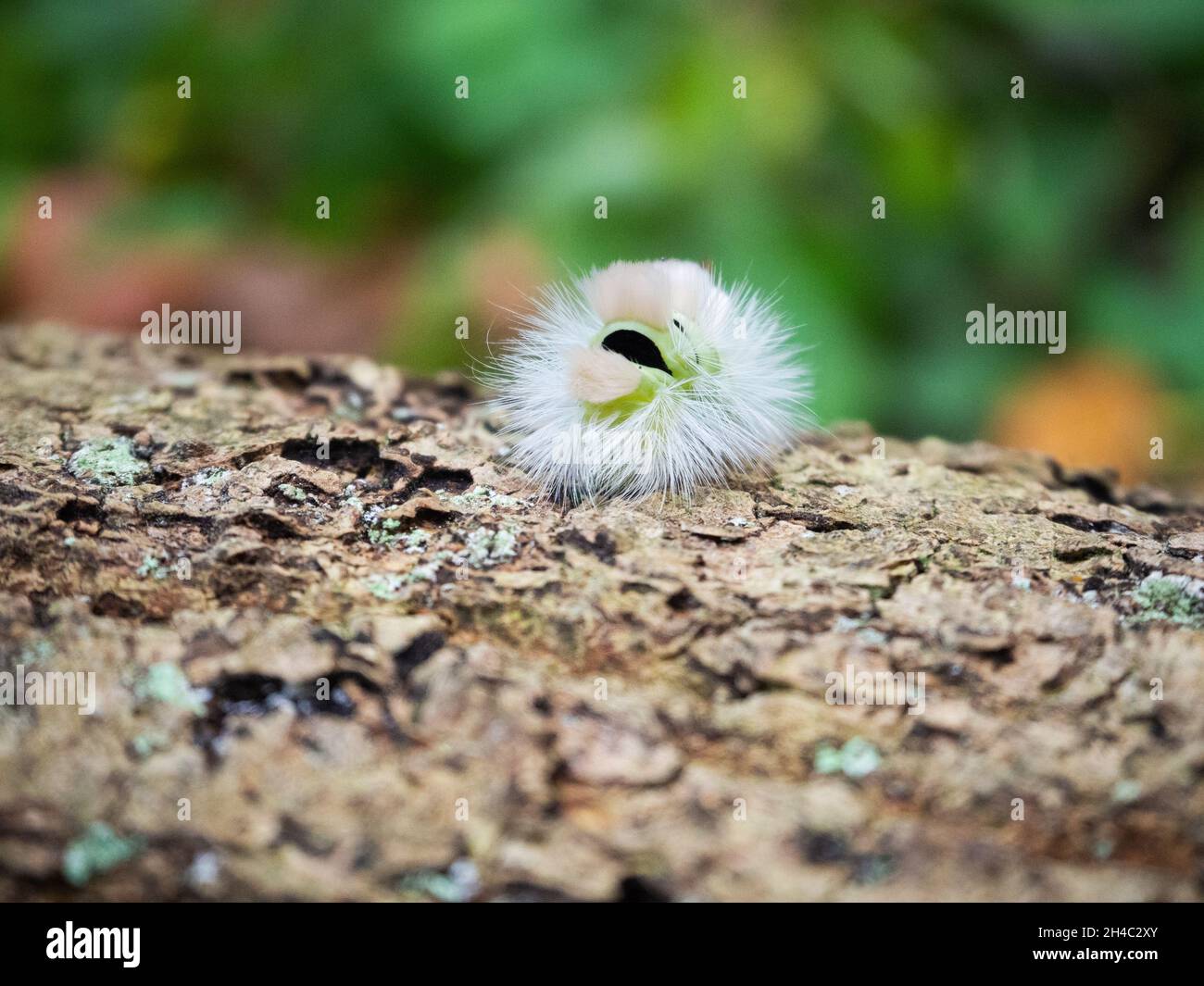 Calliteara pudibunda caterpillar in the forest Stock Photo - Alamy