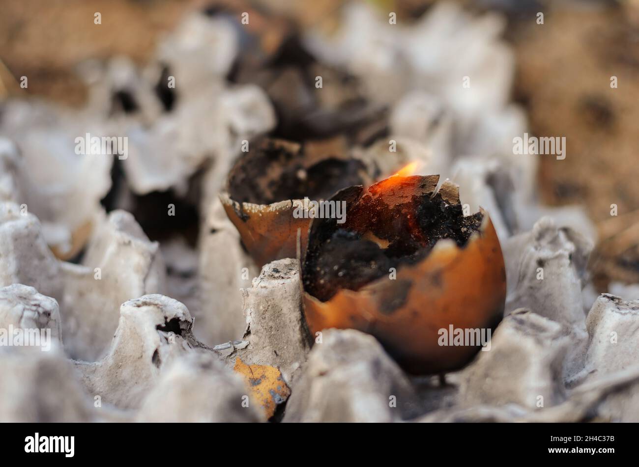 Burnt chicken eggs in the tray. Scorched chicken shells in ashes from ...