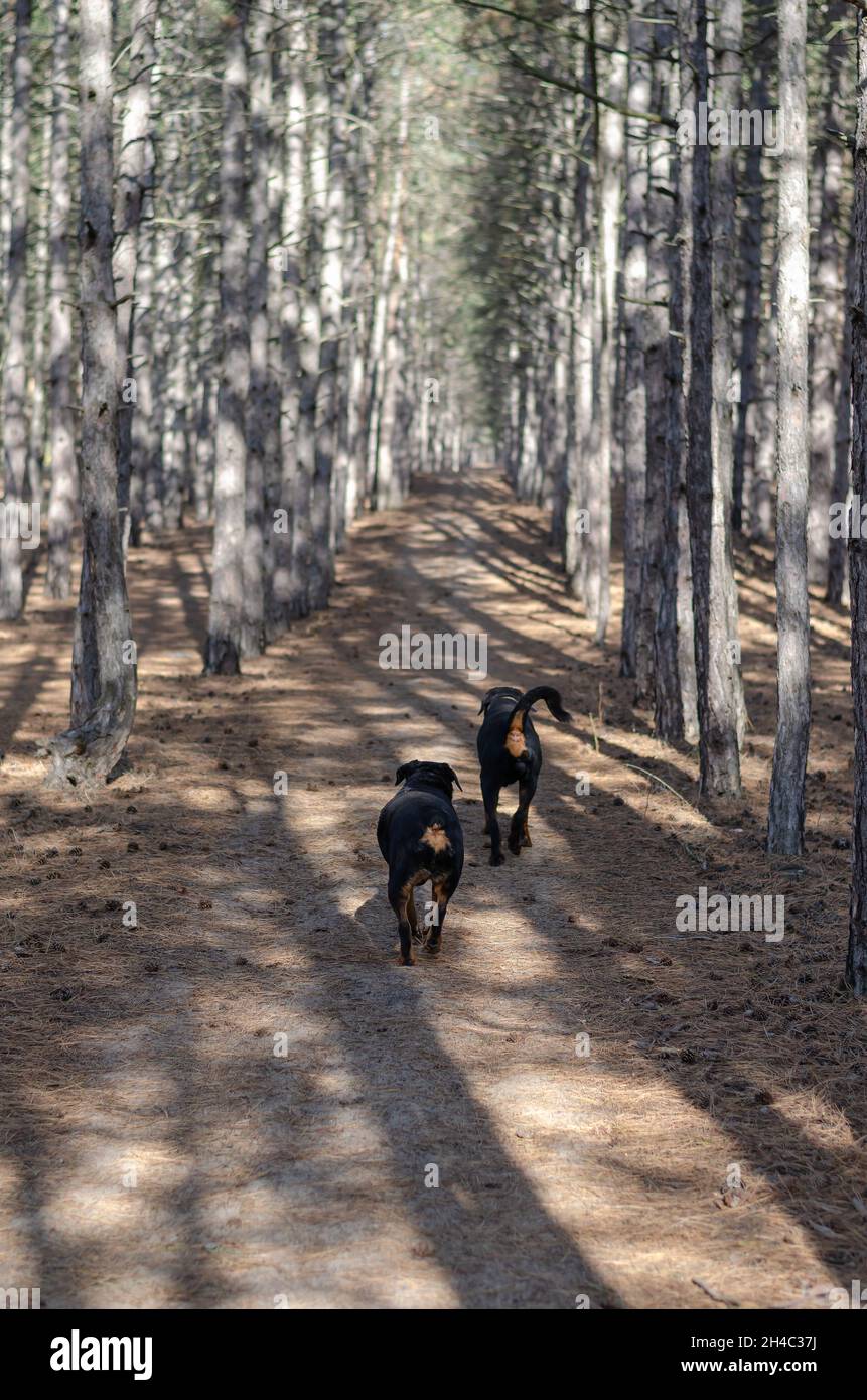 Two dogs are running along an empty path in the woods. A male and a ...