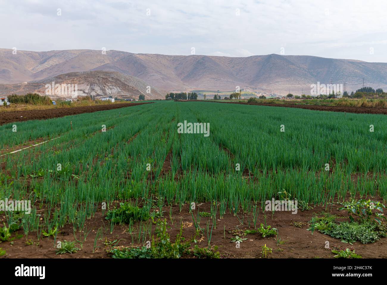 Bekaa valley hi-res stock photography and images - Alamy