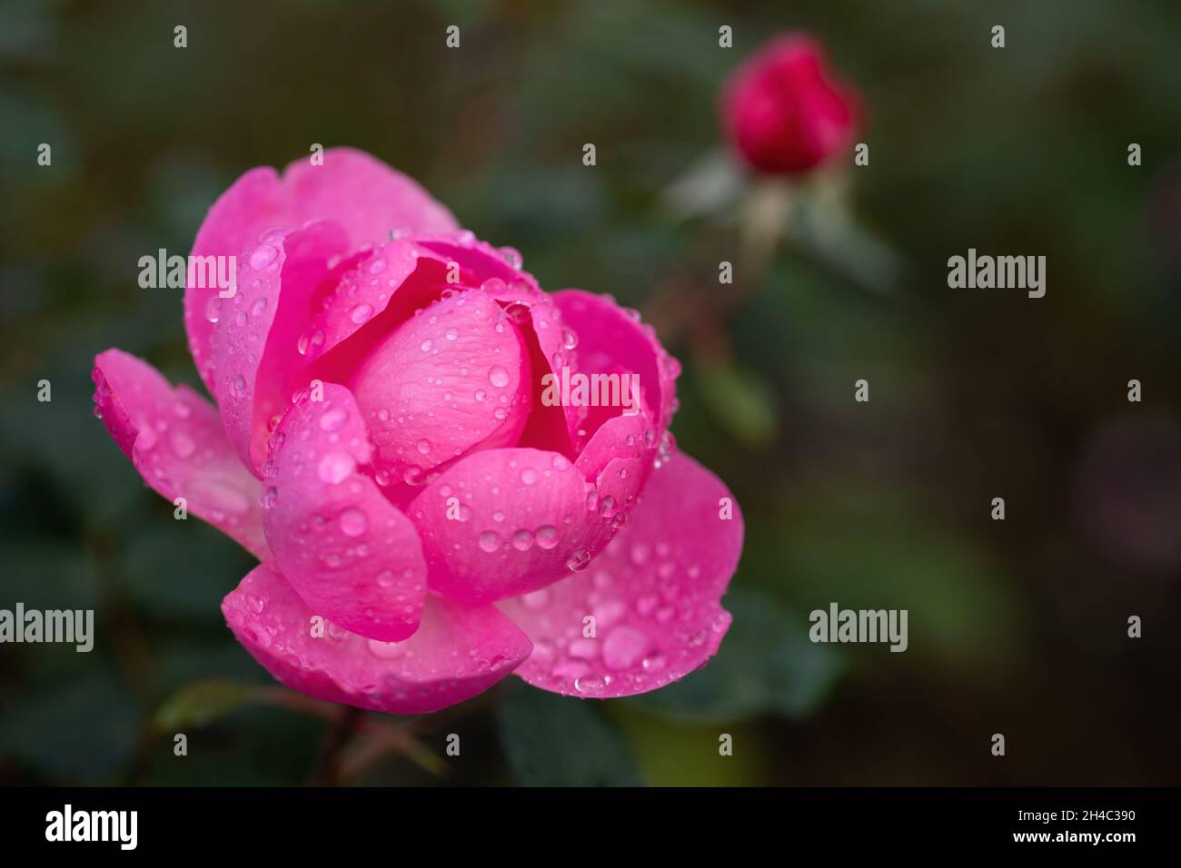 Closeup of a flower of Rosa 'Skylark' with waterdrops against a dark ...