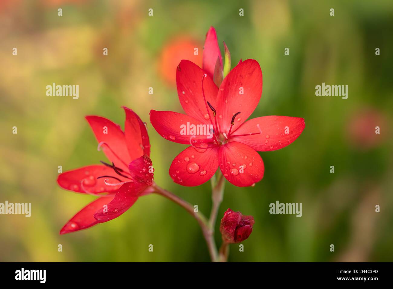 Closeup of flowers of Hesperantha coccinea 'Major' in a garden against ...