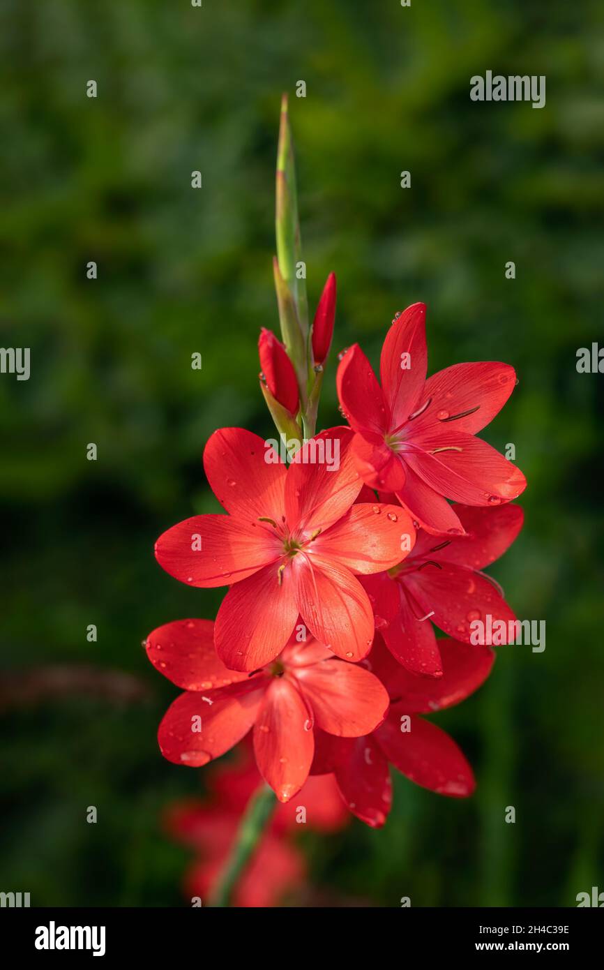 Closeup of flowers of Hesperantha coccinea 'Major' in a garden against ...