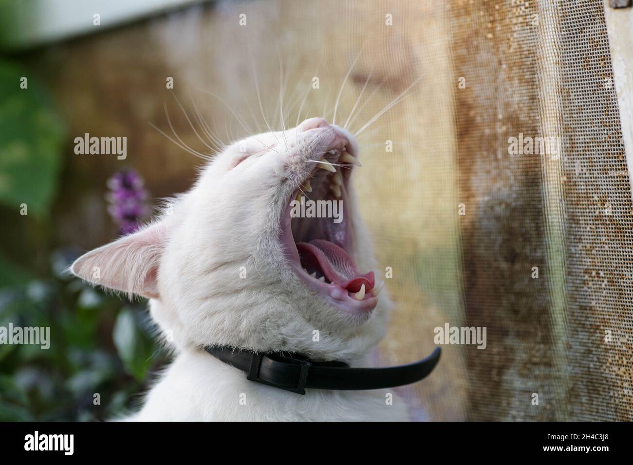 Big white cat of the Siberian breed. An adult beautiful white cat. Snow ...