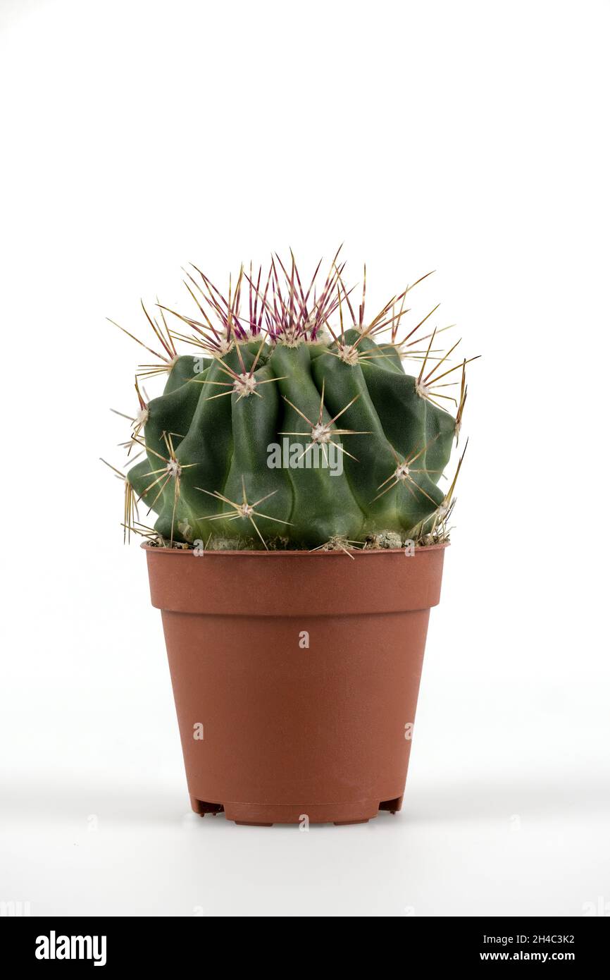 Platik hi-res stock photography and images - Alamy