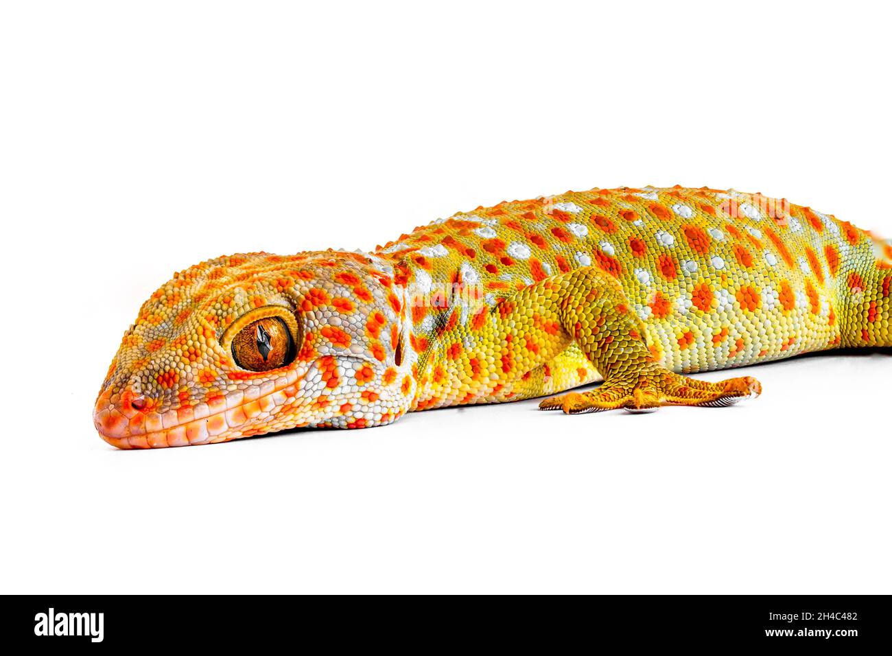 Leopard gecko face hi-res stock photography and images - Alamy