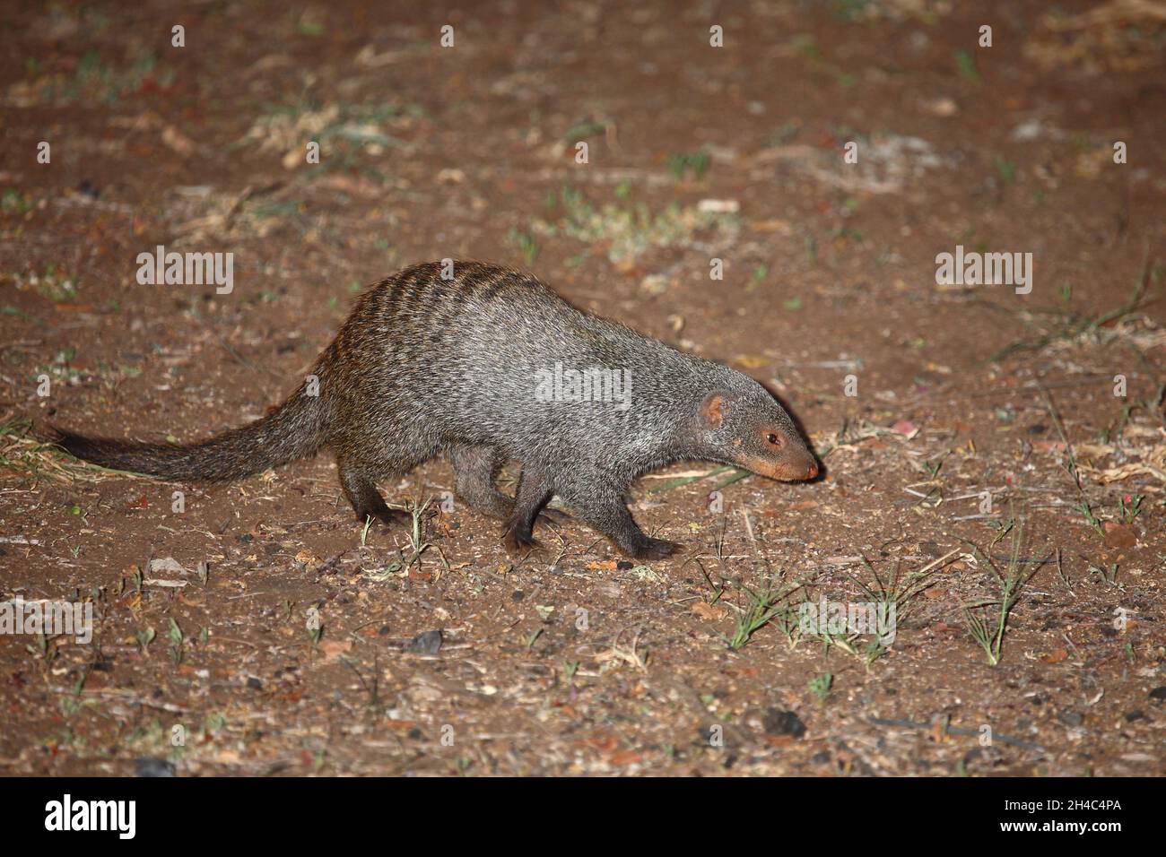 Zebramanguste / Banded mongoose / Mungos mungo Stock Photo - Alamy