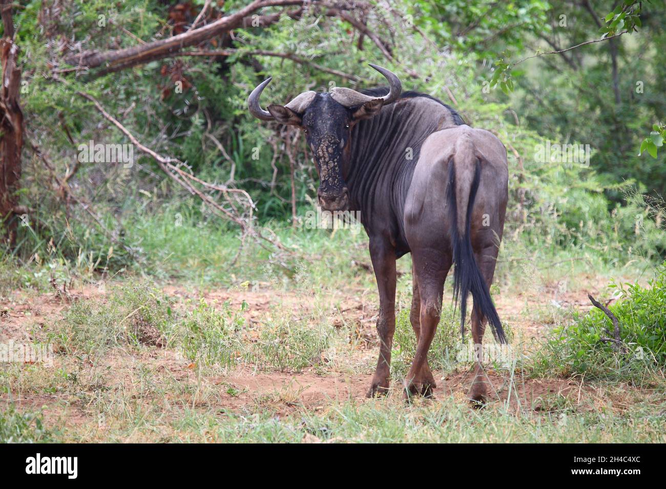 Streifengnu / Blue wildebeest / Connochaetes taurinus Stock Photo - Alamy