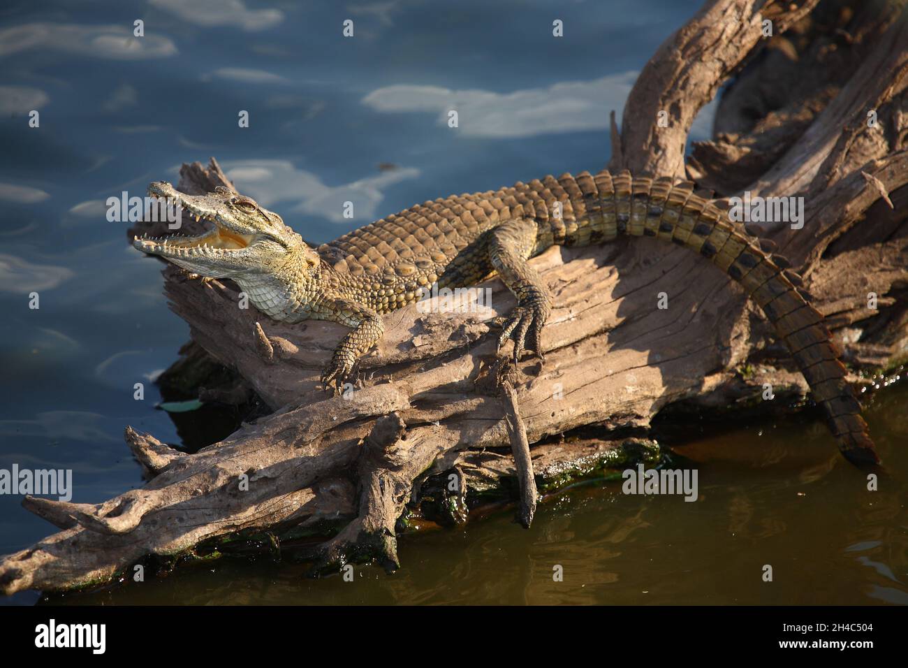 Nilkrokodil / Nile crocodile / Crocodylus niloticus Stock Photo - Alamy