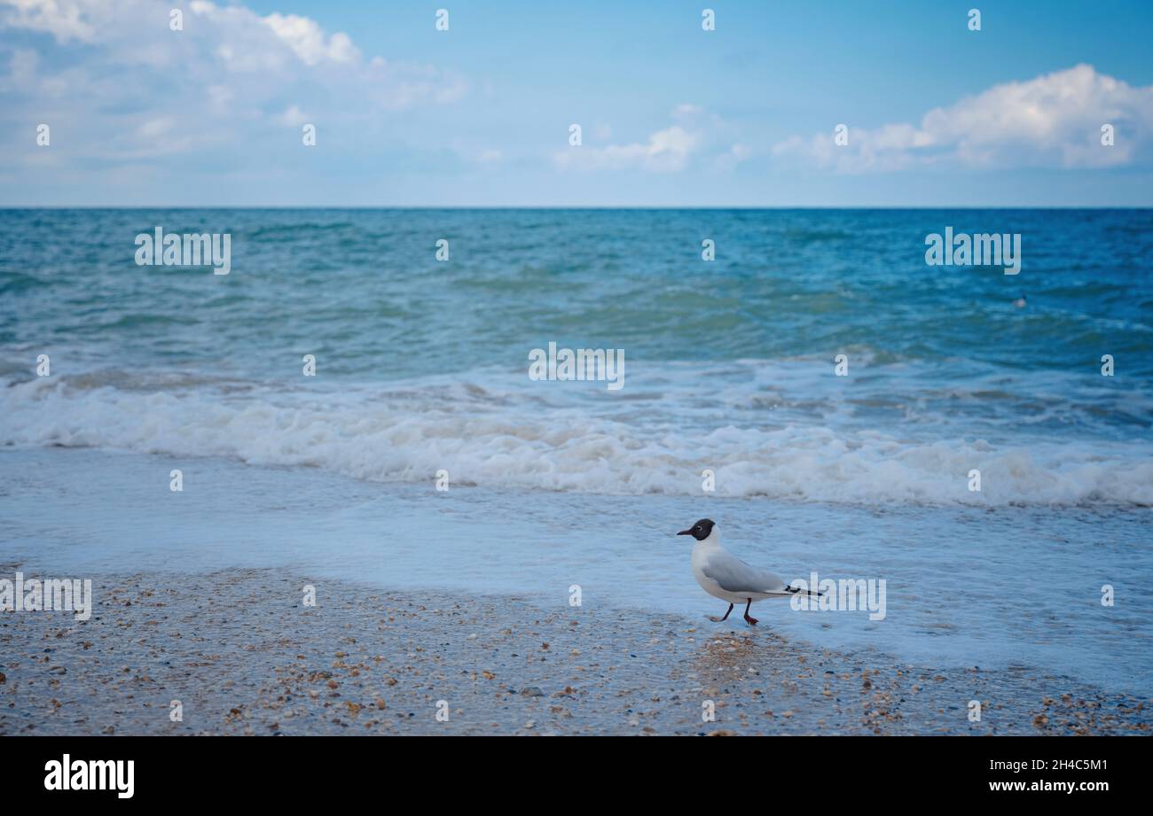 seagull at sand beach in cold winter day. Silver gull with blach head ...
