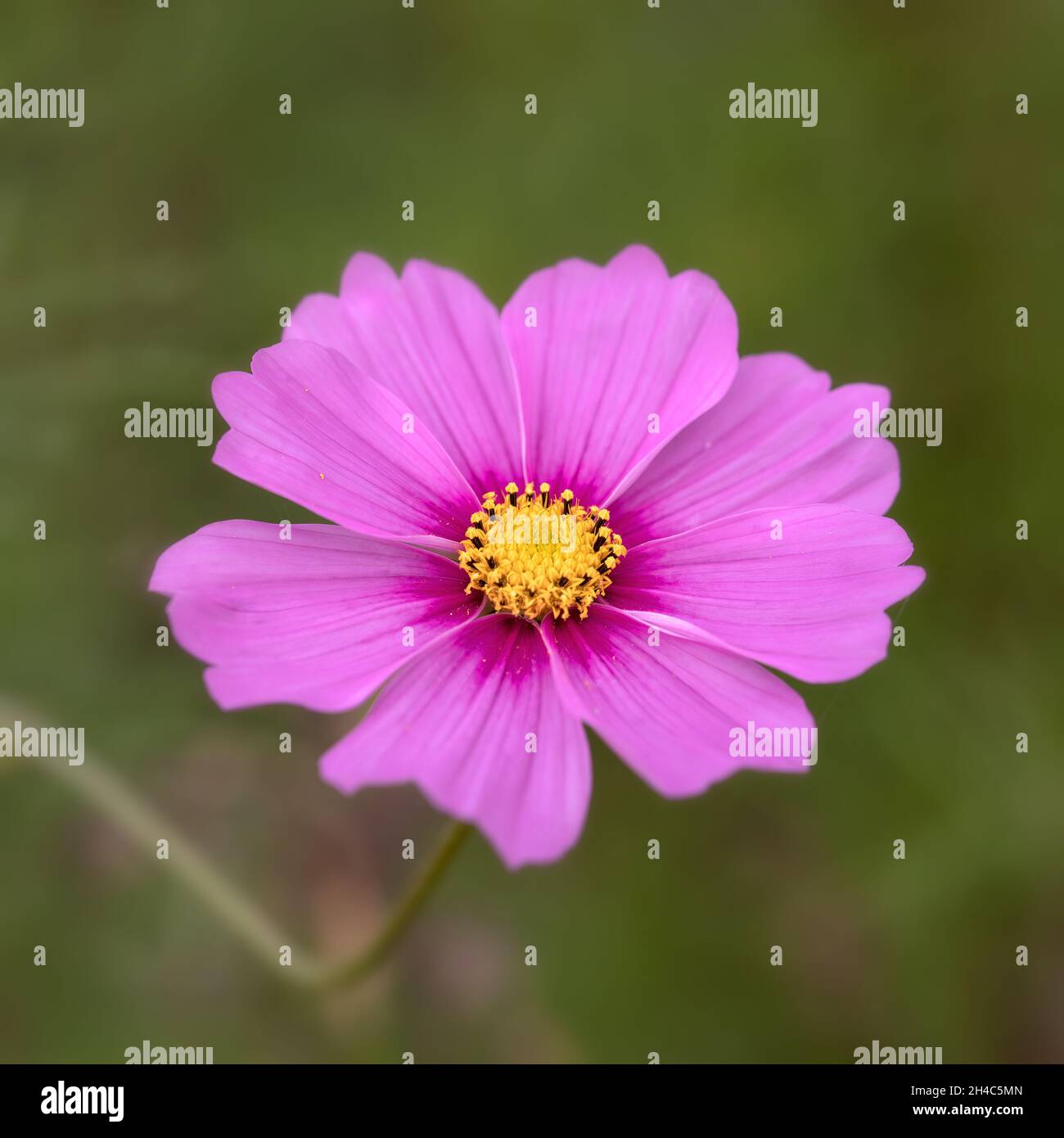 Closeup of flowers of Cosmos Bipinnatus in a garden in early autumn ...