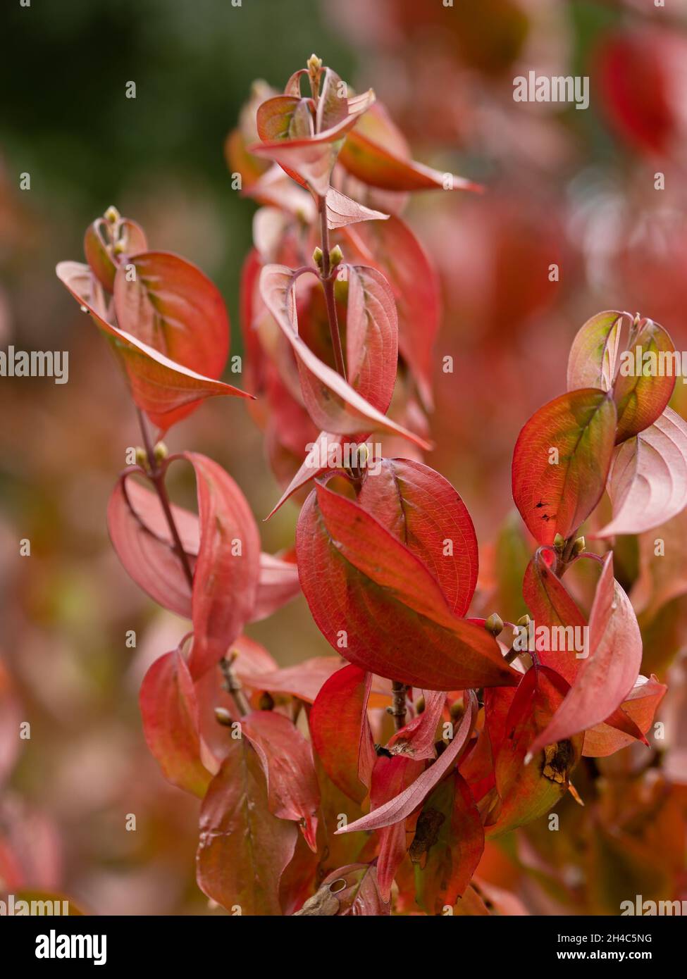 Close-up of the colourful foliage of Cornus officinalis in autumn as ...