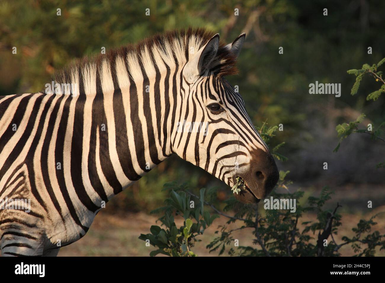 Steppenzebra / Burchell's zebra / Equus burchellii Stock Photo - Alamy