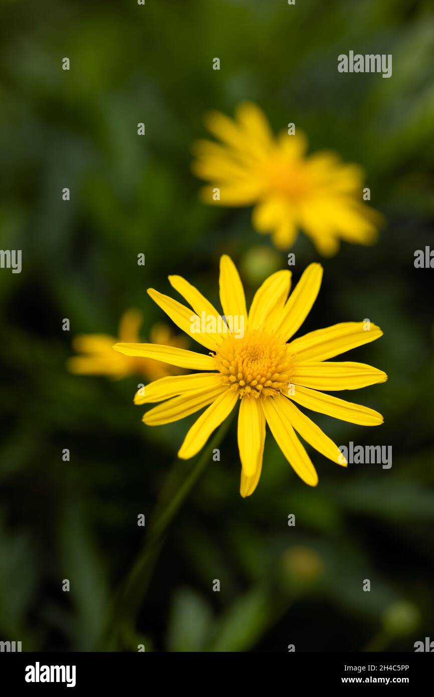 Flowers of Euryops chrysanthemoides in a garden in early autumn Stock ...