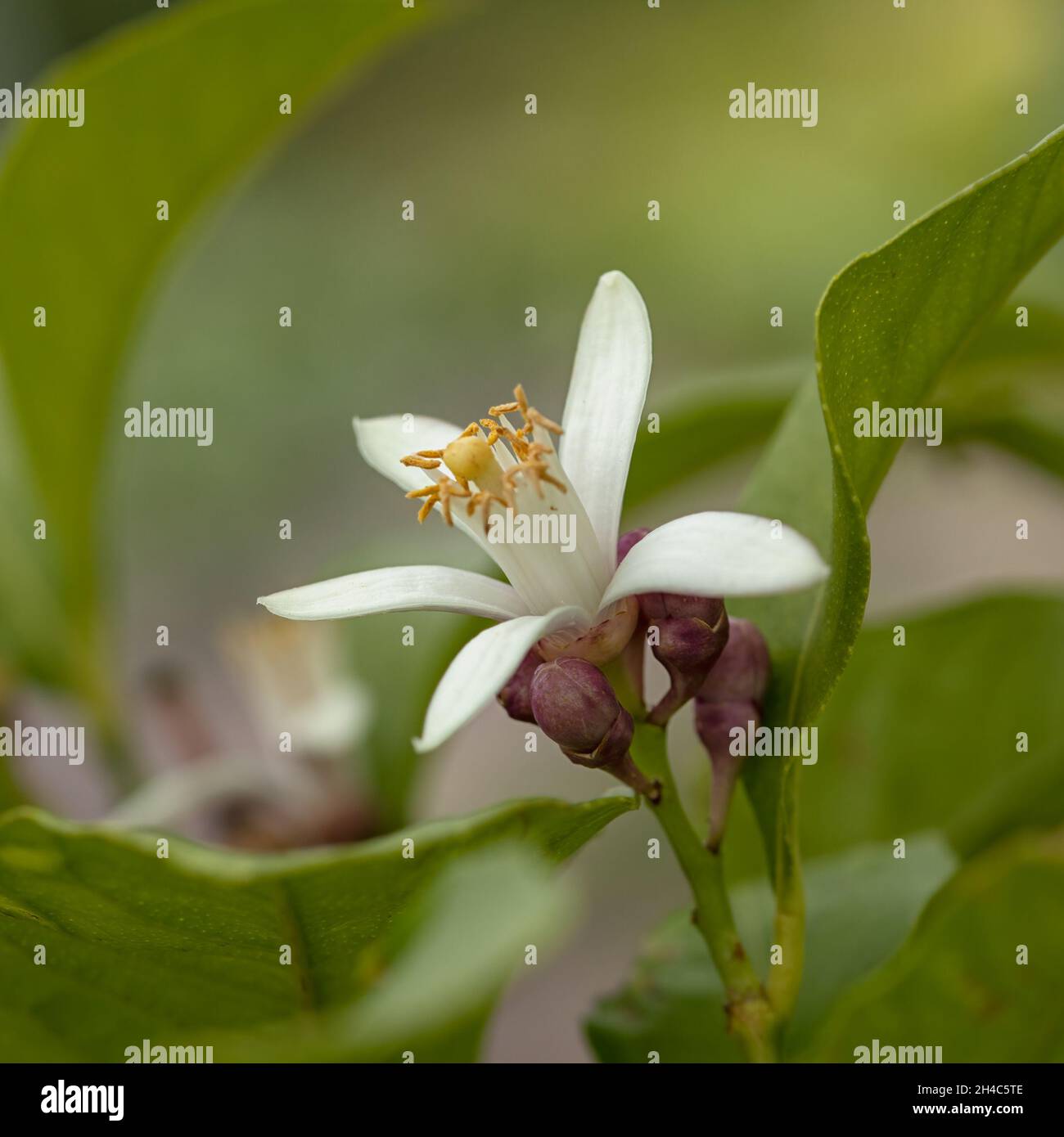 Citrus limon f hi-res stock photography and images - Alamy