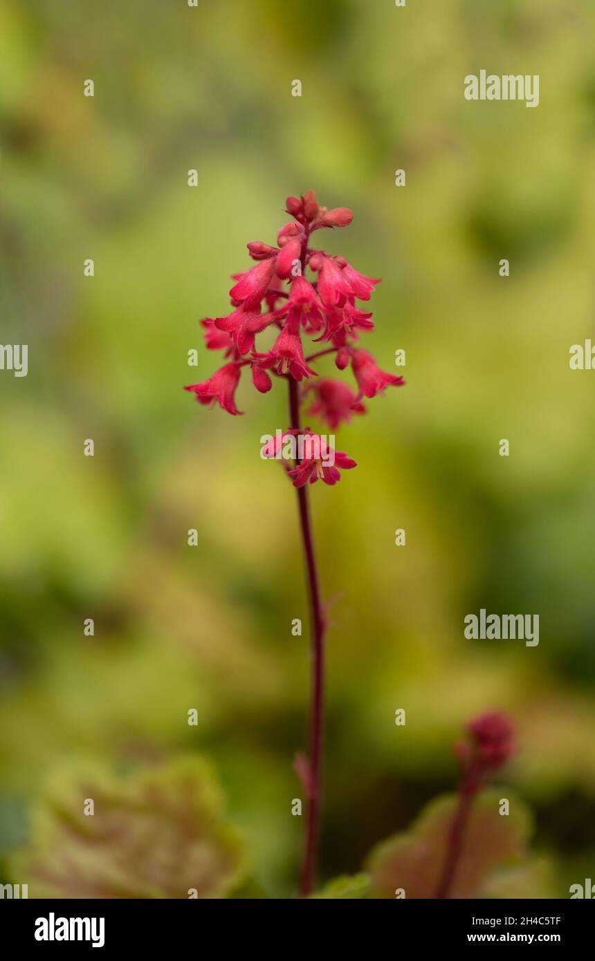 Single flower stem hi-res stock photography and images - Alamy
