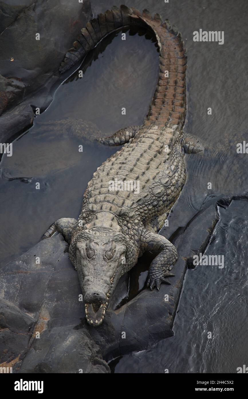 Nilkrokodil / Nile crocodile / Crocodylus niloticus Stock Photo - Alamy