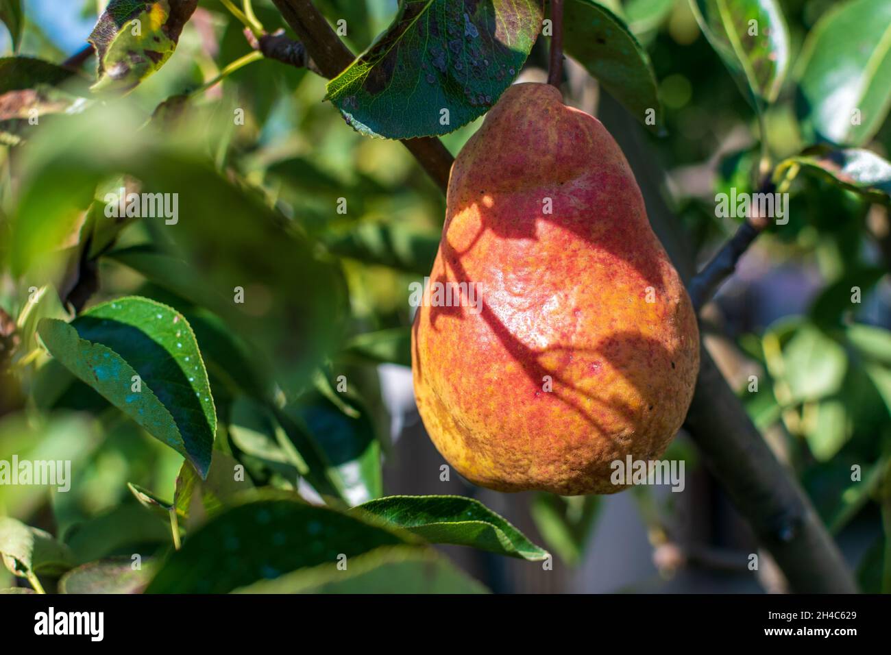 Juicy fresh pear on the branch enlightened by sunset light Stock Photo ...