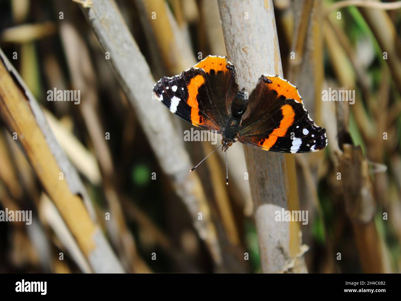 Red admiral butterfly resting on a bamboo in wetlands, Spain Stock ...