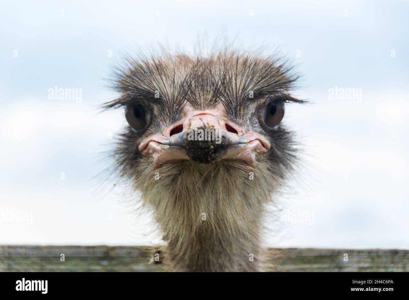 Ostrich angry hi-res stock photography and images - Alamy