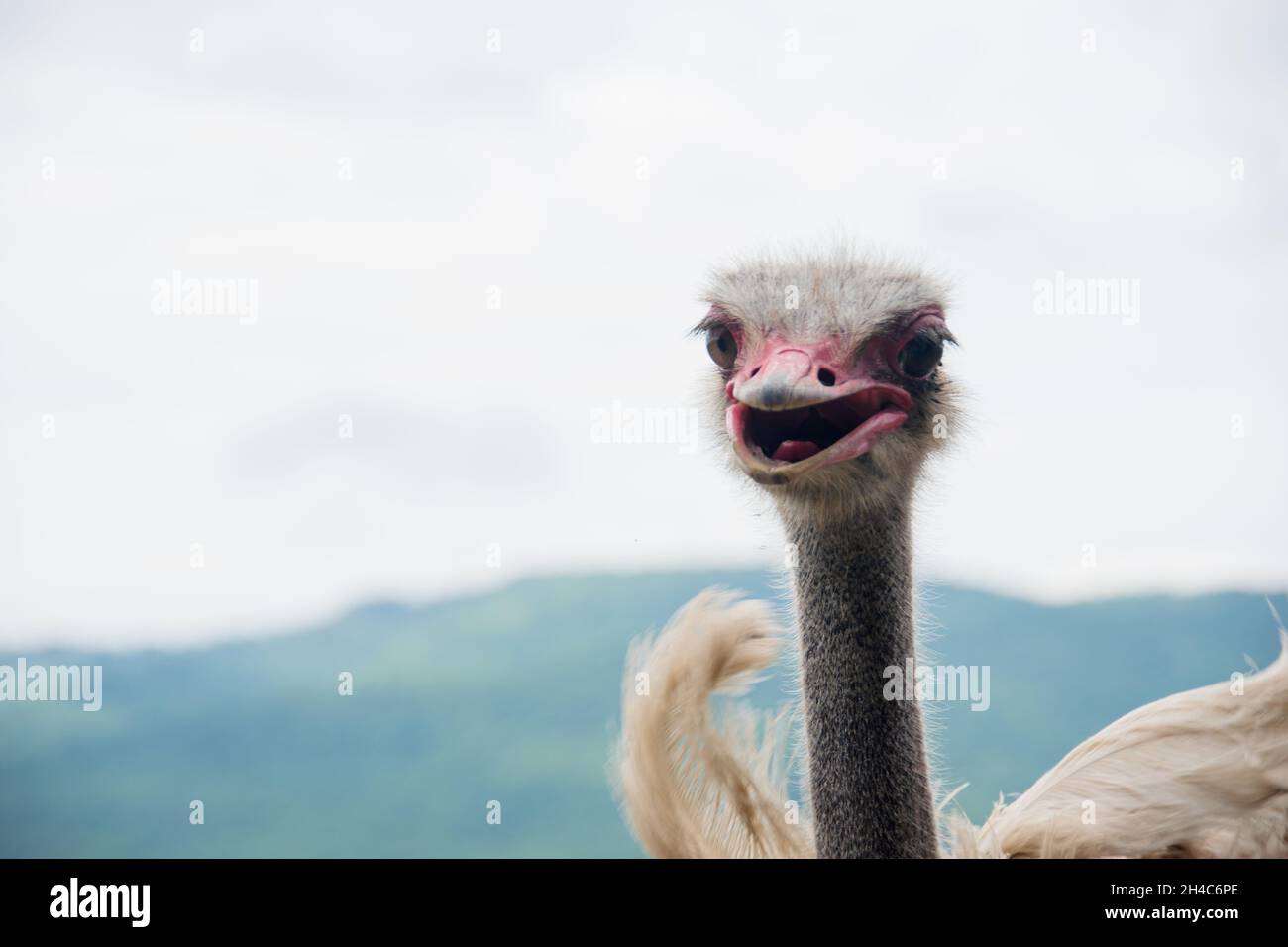 Angry Ostrich Close-up portrait, Close up ostrich head Stock Photo - Alamy