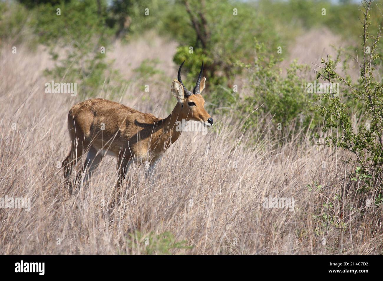 Reedbucks hi-res stock photography and images - Alamy