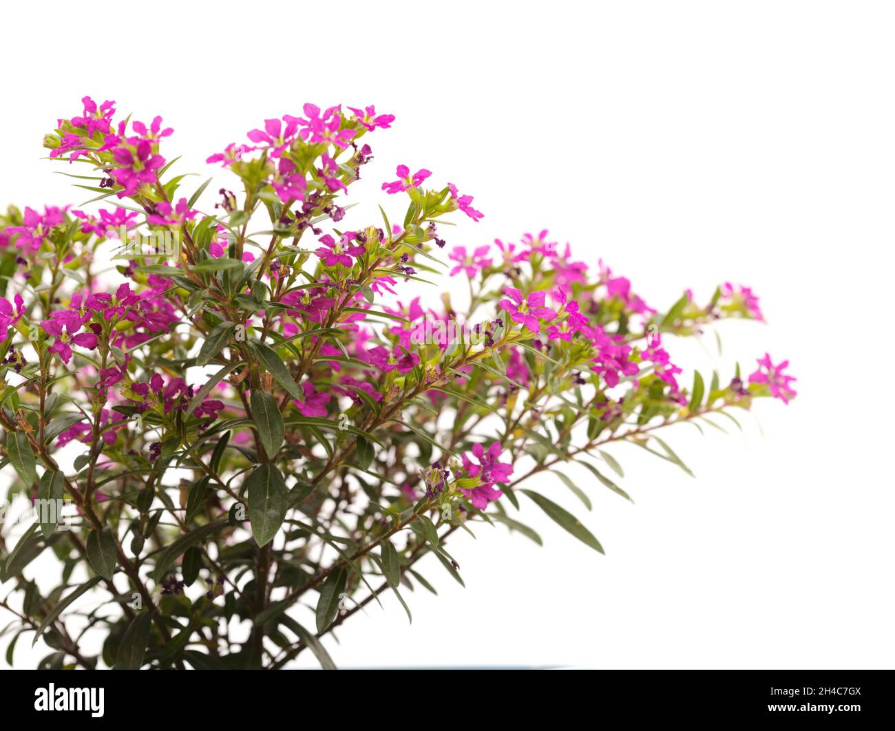 Purple flowers of Cuphea hyssopifolia, the false heather, isolated on ...