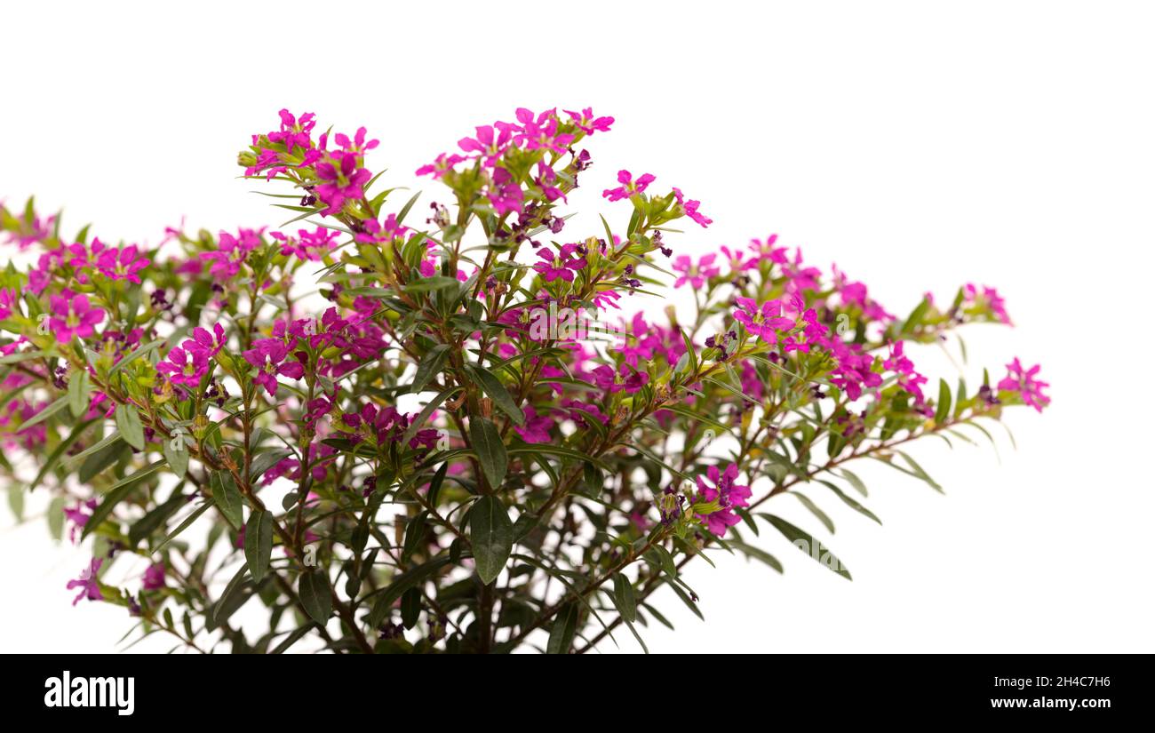 Purple flowers of Cuphea hyssopifolia, the false heather, isolated on ...