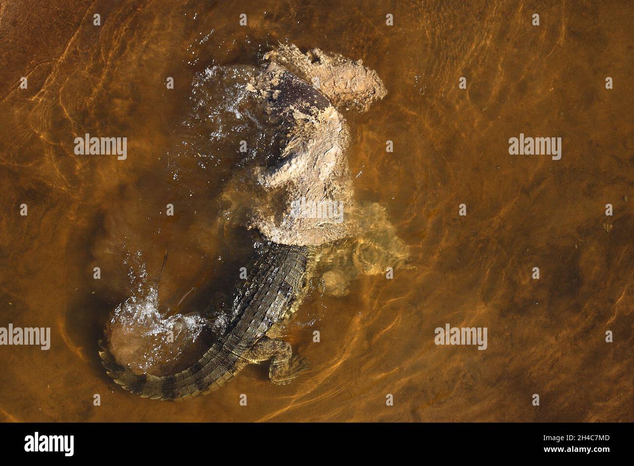 Nilkrokodil / Nile crocodile / Crocodylus niloticus Stock Photo - Alamy