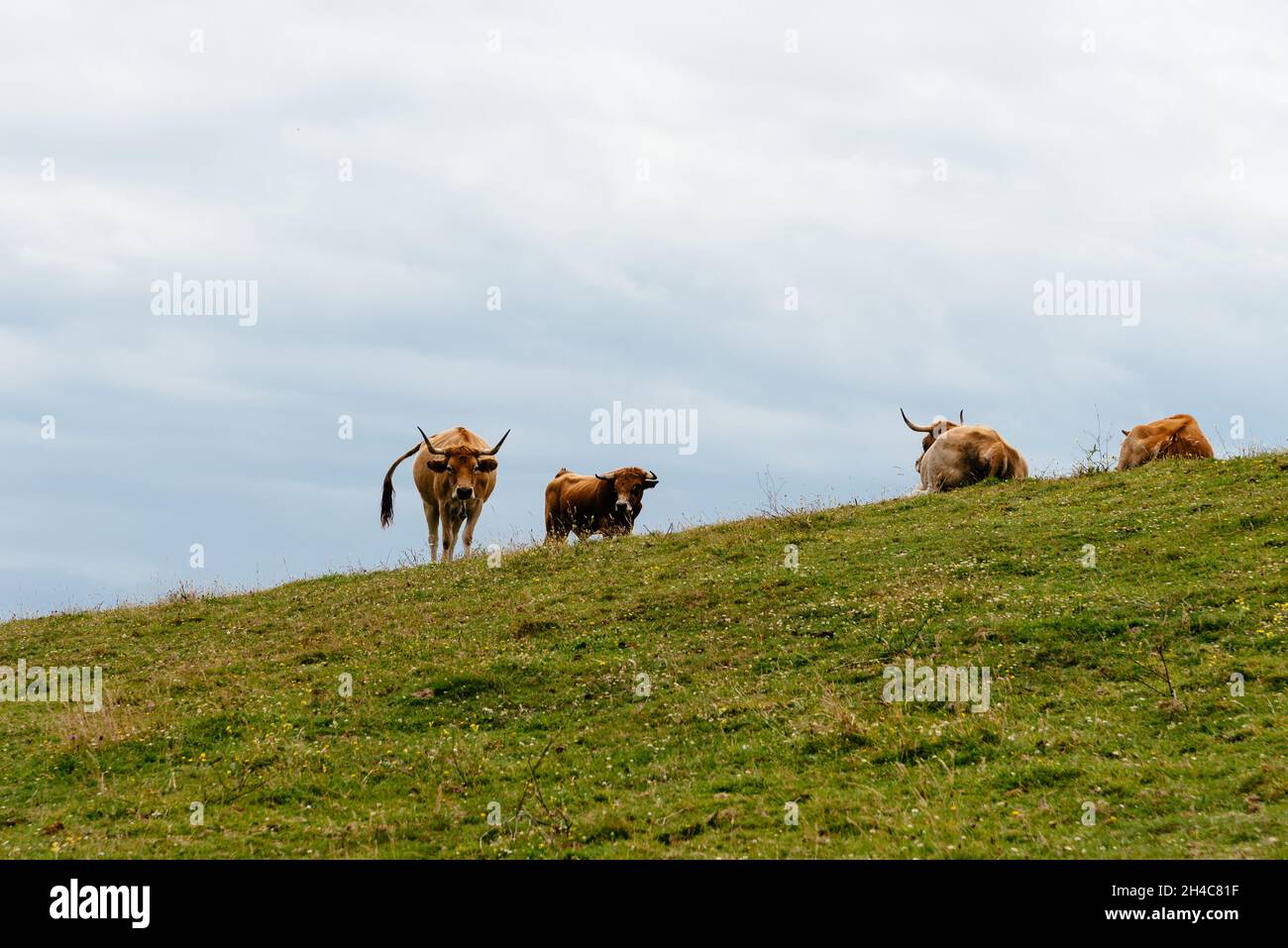 Herd of cows grazing on the meadow in Asturias. Asturian Valley cattle ...