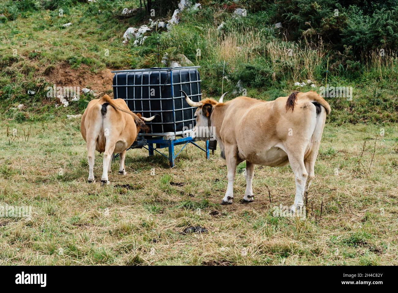 Asturian valley cattle hi-res stock photography and images - Alamy