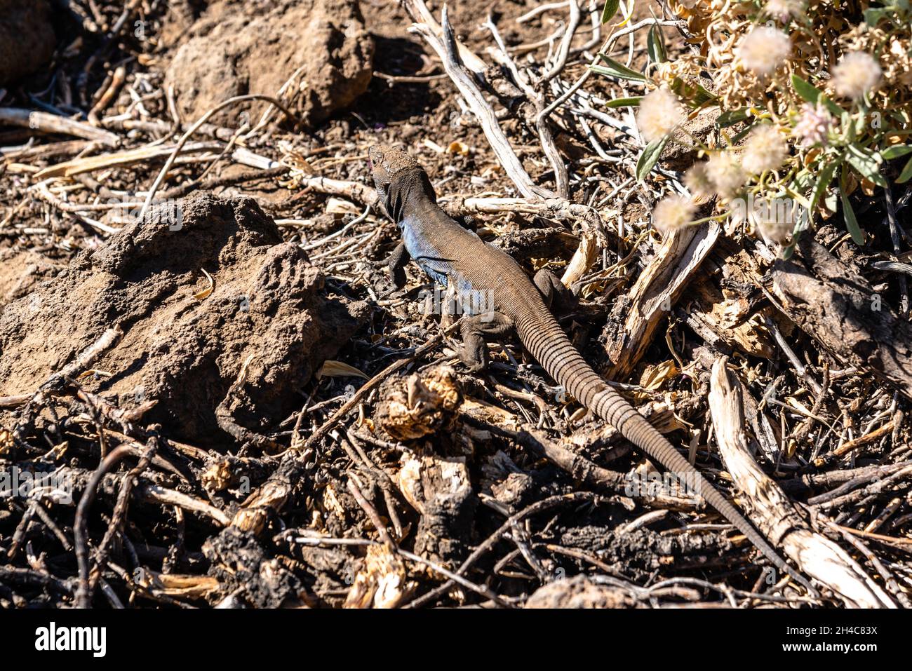 Adult male Tenerife lizard, Gallotia galloti, specie of lacertid or ...