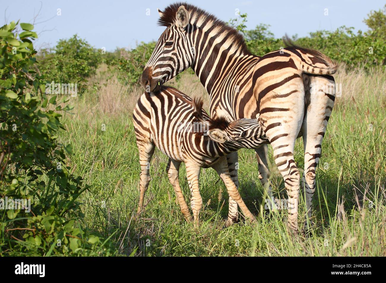 Steppenzebra / Burchell's zebra / Equus burchellii Stock Photo - Alamy