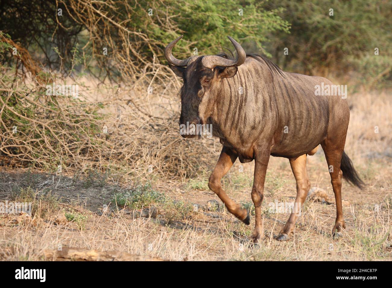 Streifengnu / Blue wildebeest / Connochaetes taurinus Stock Photo - Alamy