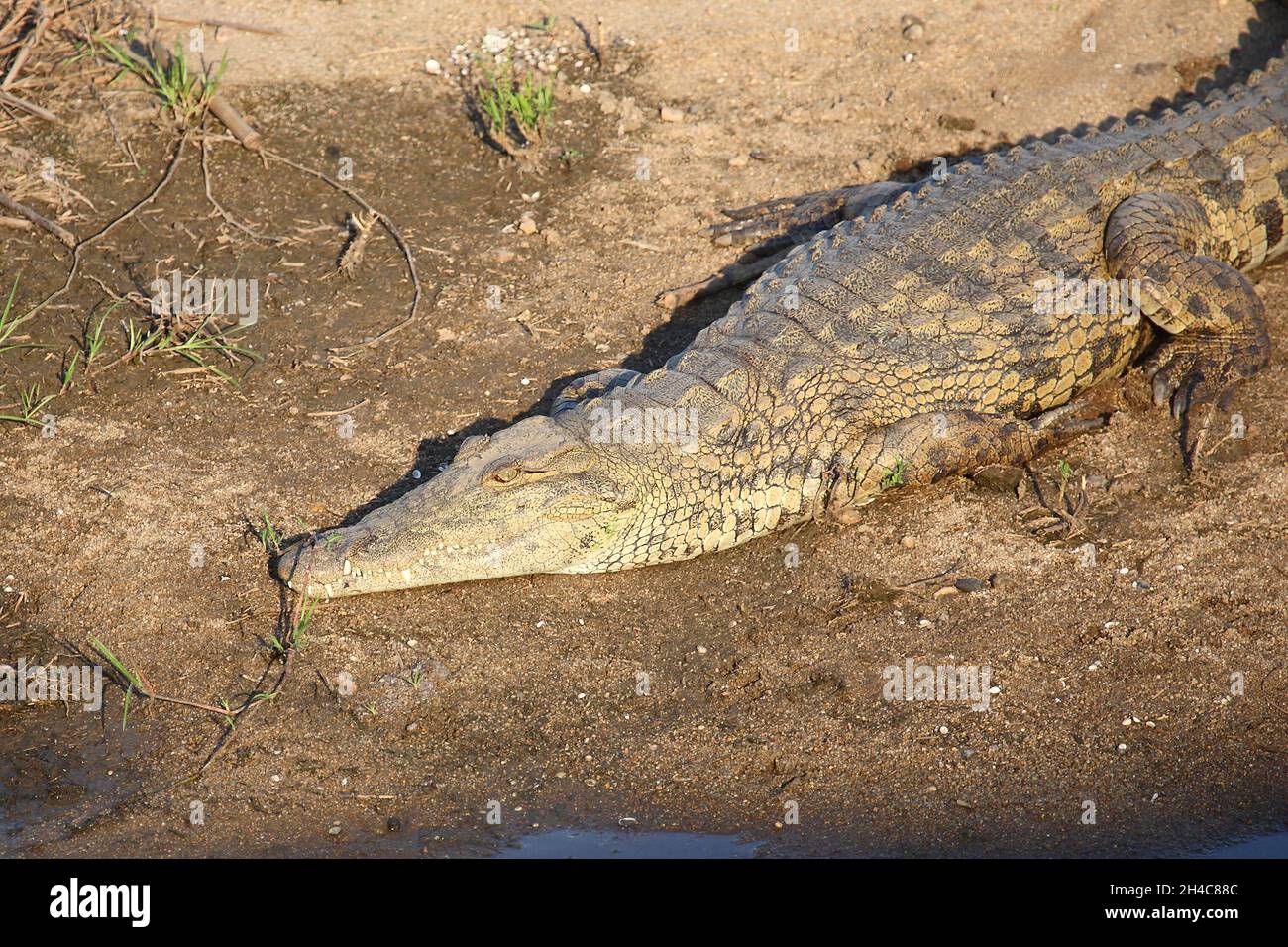 Nilkrokodil / Nile crocodile / Crocodylus niloticus Stock Photo - Alamy