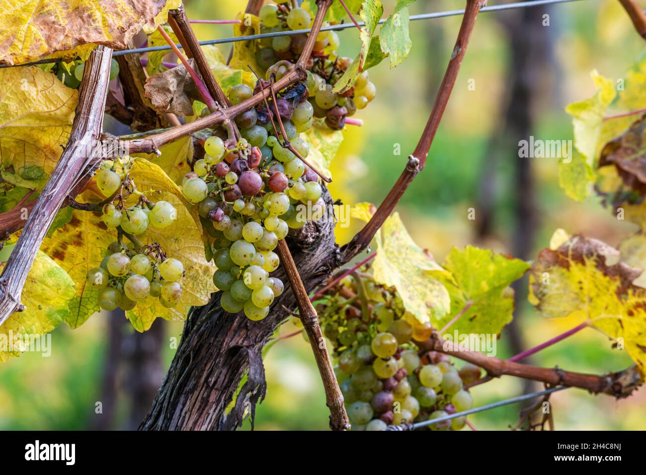 Bunch grapes on backlight hi-res stock photography and images - Alamy