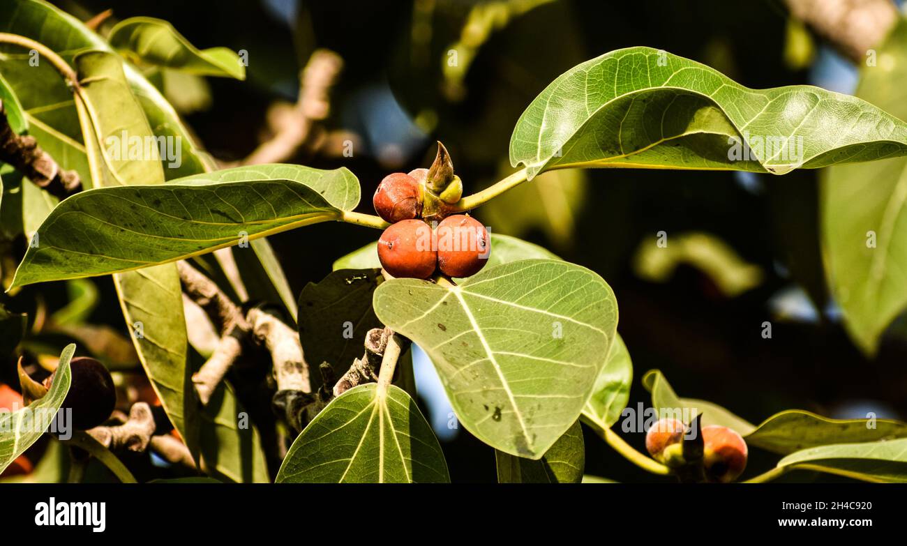 Fruits on Banyan tree Stock Photo - Alamy