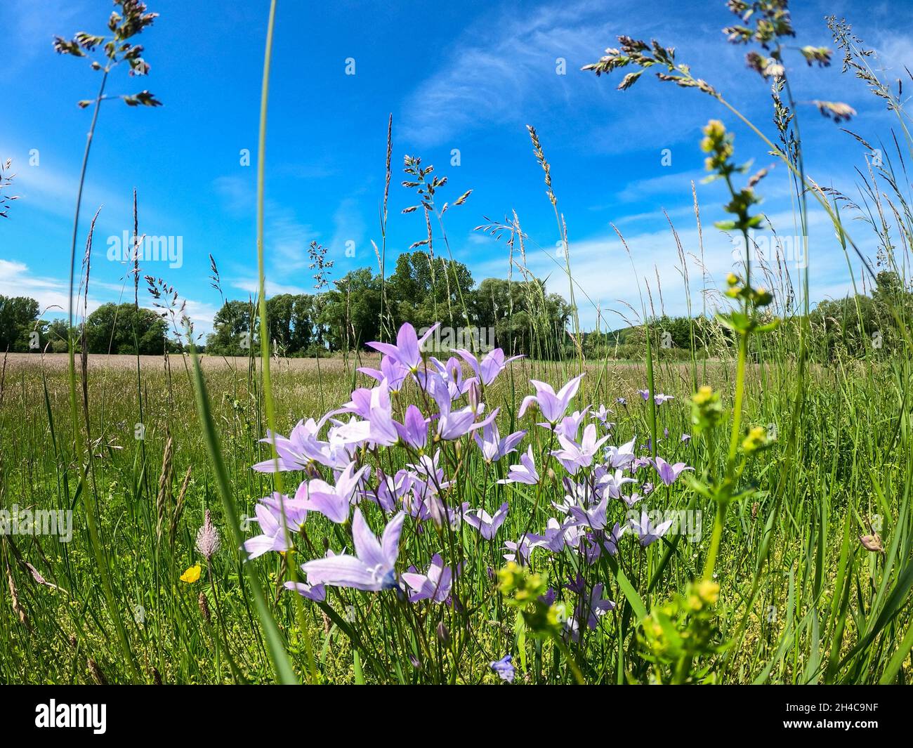 Super wide angle shots with action cam of forest and meadow in spring ...