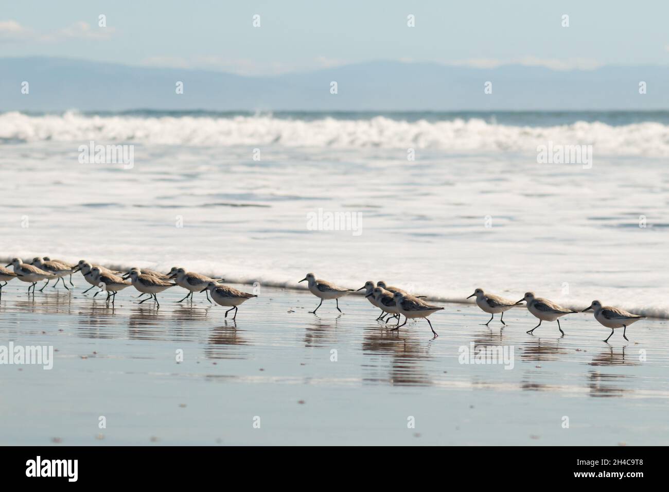 Flock of sandpiper wading water birds running on a beach in Santa Cruz ...