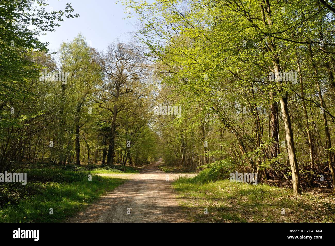 The Communal forest of Saint Pierre Les Elbeuf Stock Photo - Alamy