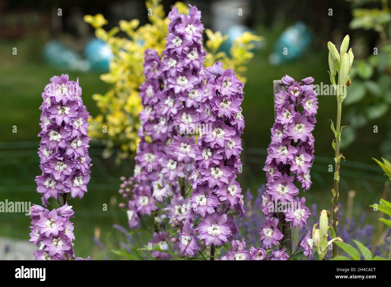 Purple Delphinium Flower in Garden Stock Photo - Alamy