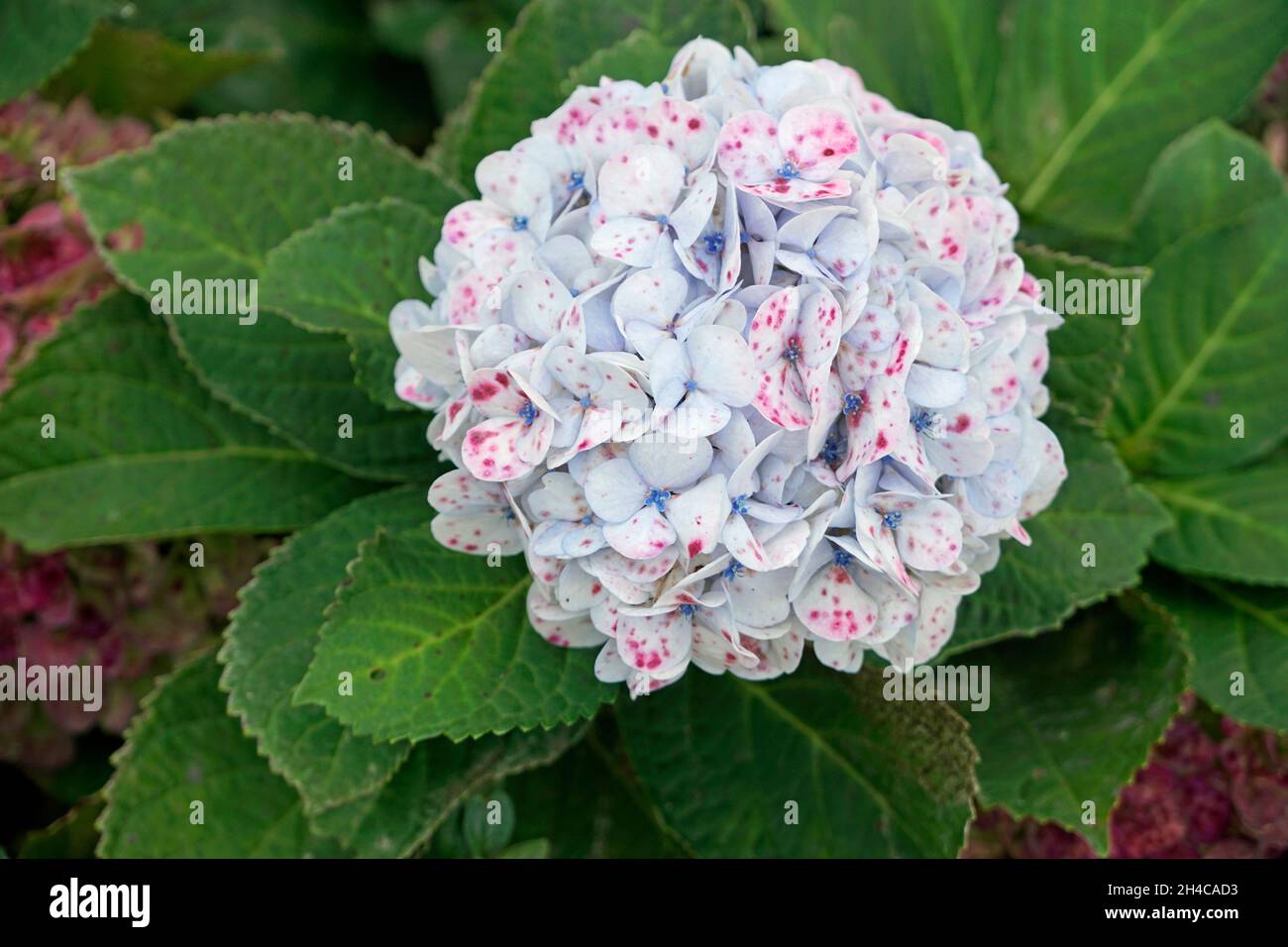 huge colorful hydrangea flowers on the azores islands Stock Photo - Alamy