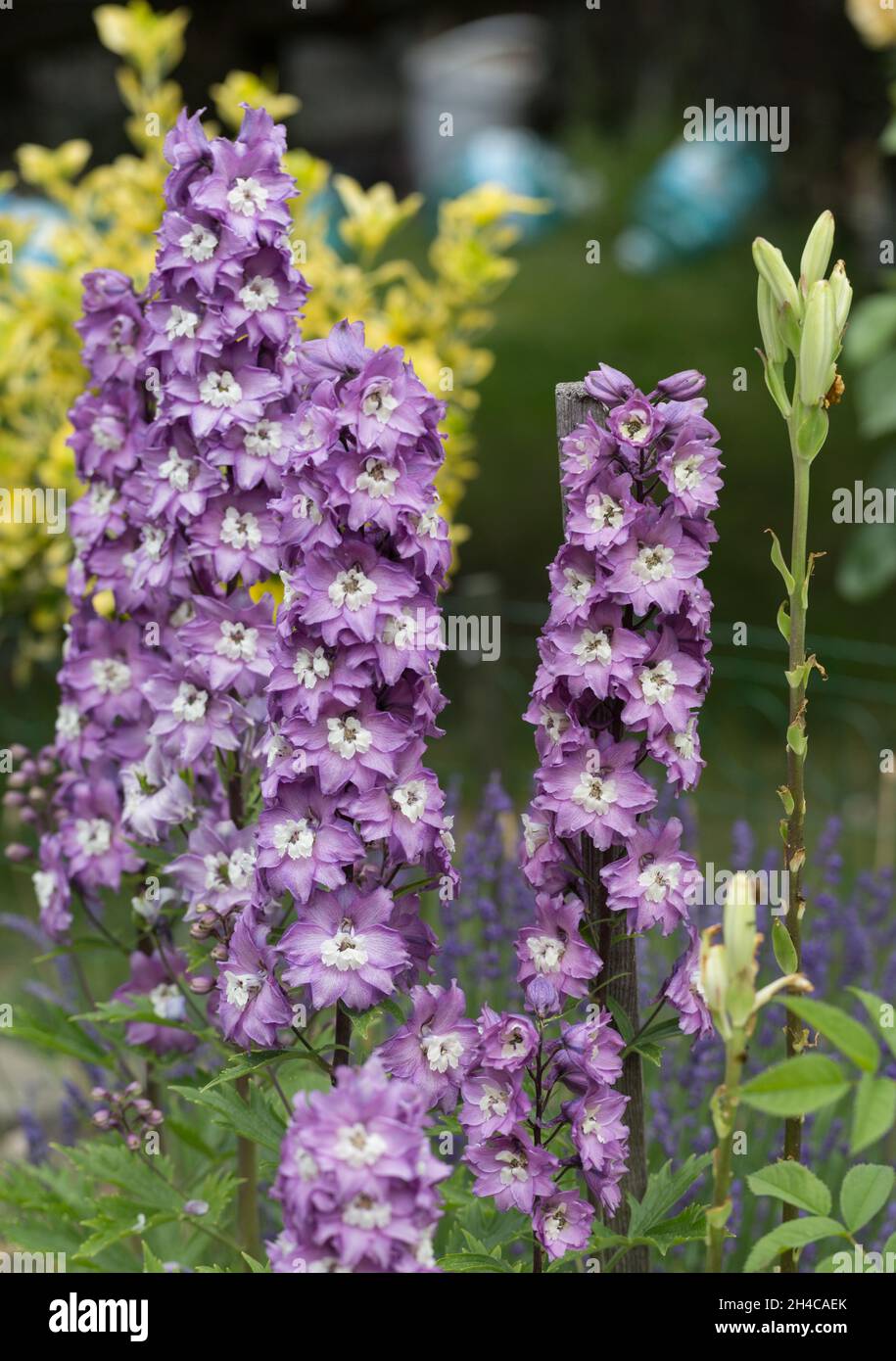 Purple Delphinium Flower in Garden Stock Photo - Alamy