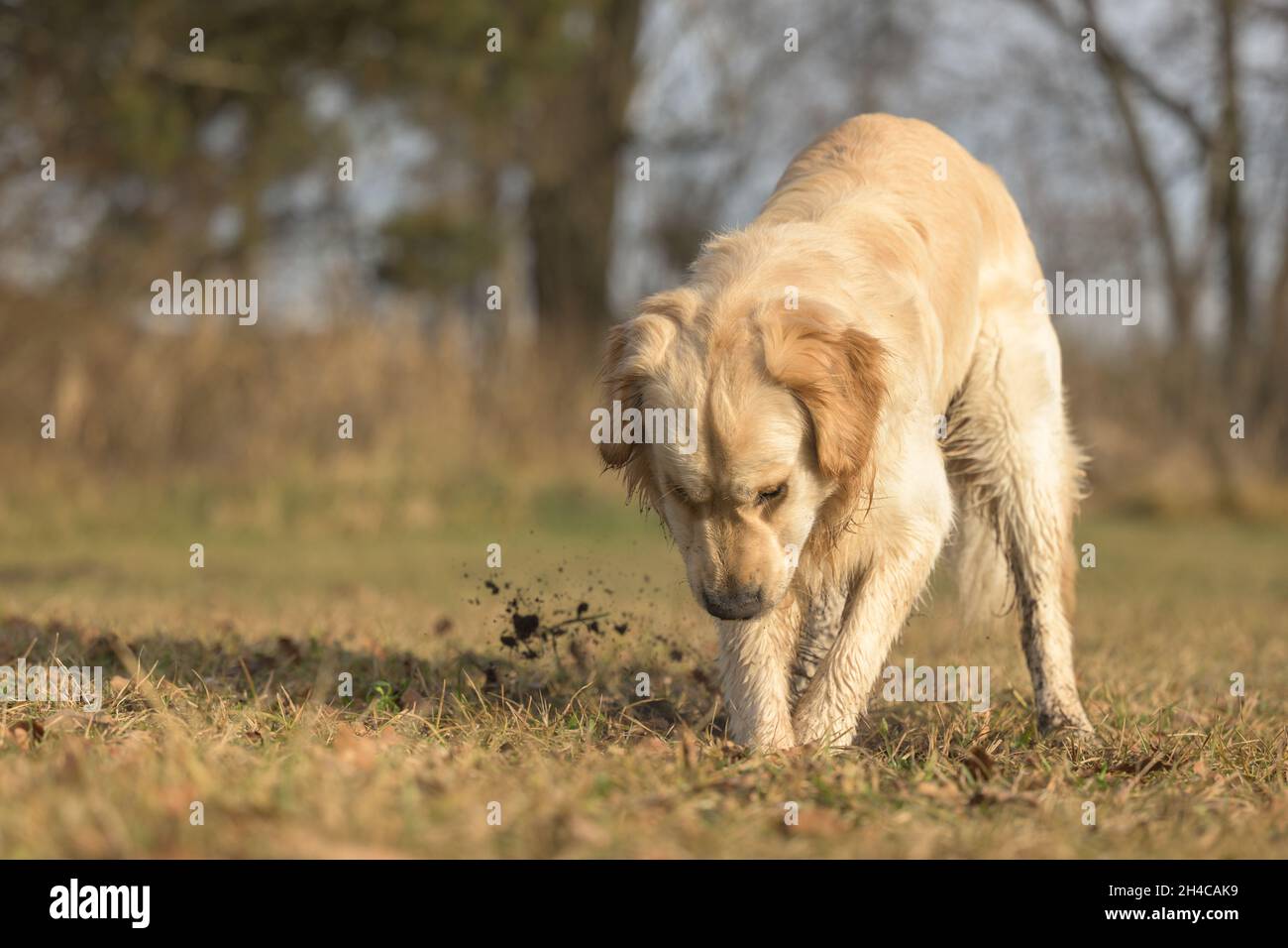 Golden retriever digging hi-res stock photography and images - Alamy