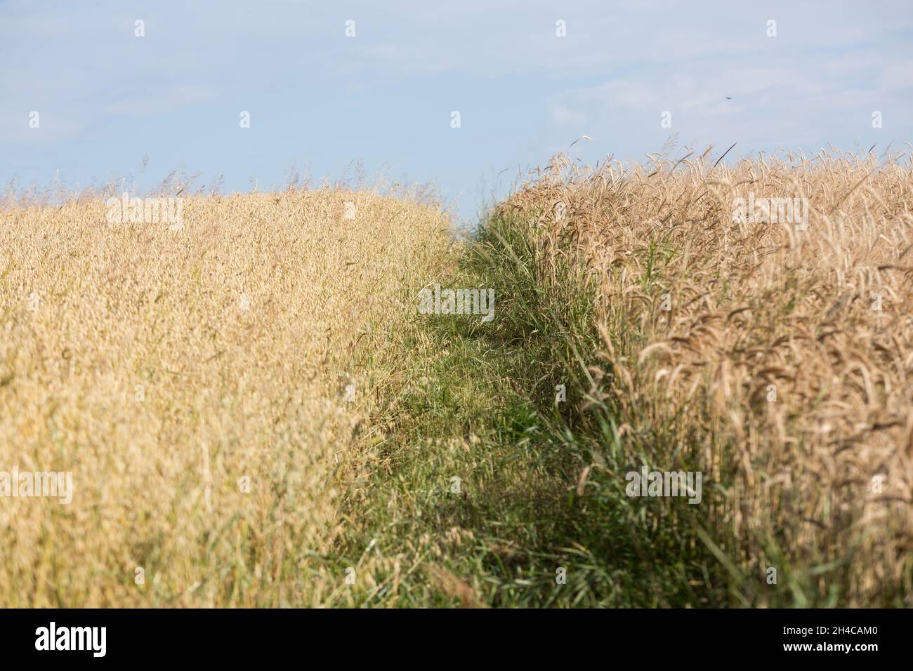golden wheat in a farm field Stock Photo - Alamy