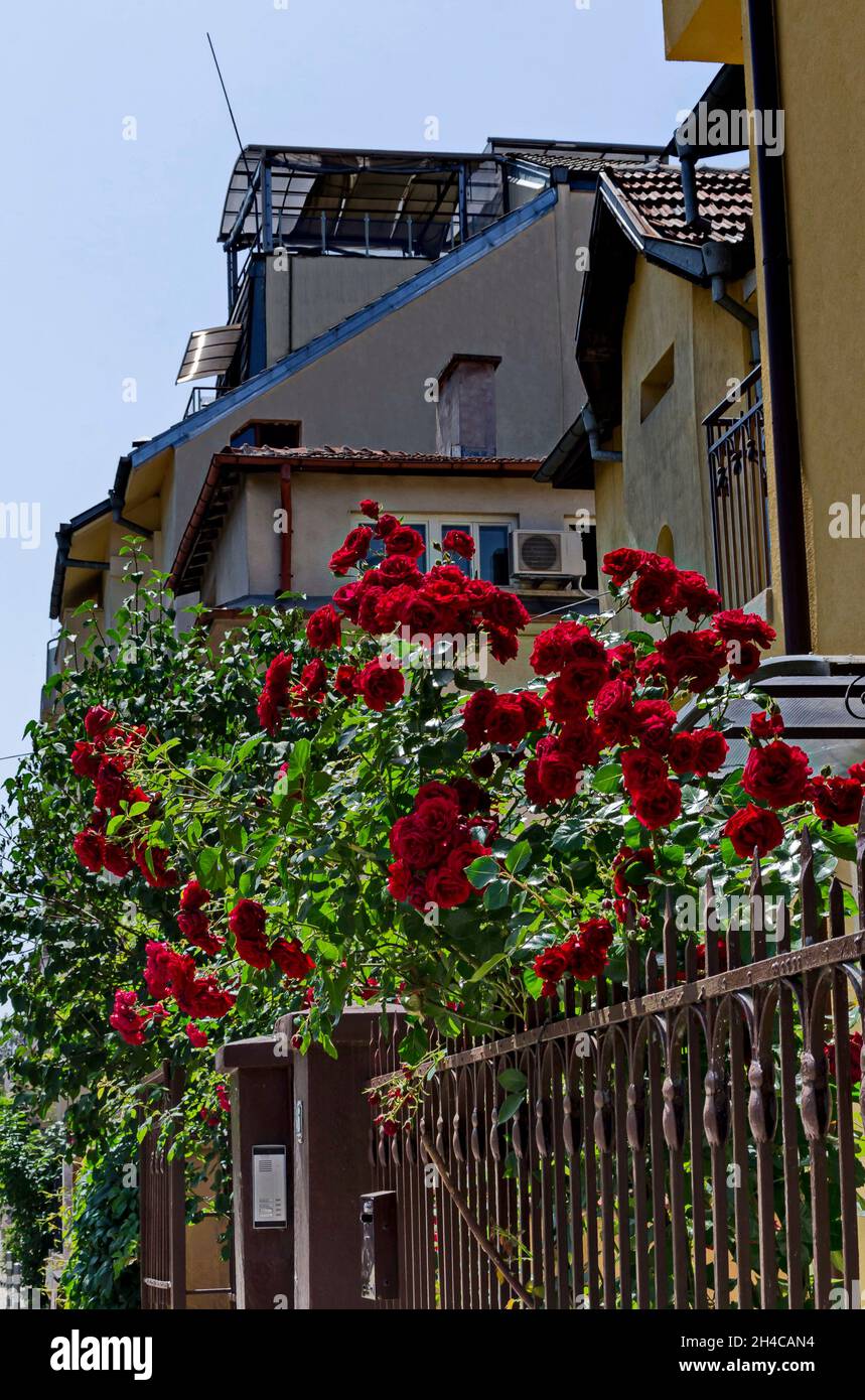 Garden in the yard with flowering tall rose bushes, Sofia, Bulgaria ...