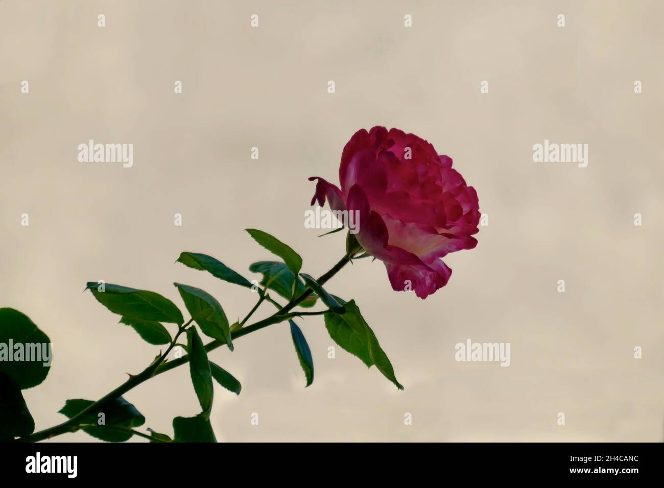 Flowering rose twig with colorful pink and white flowers in the rose ...