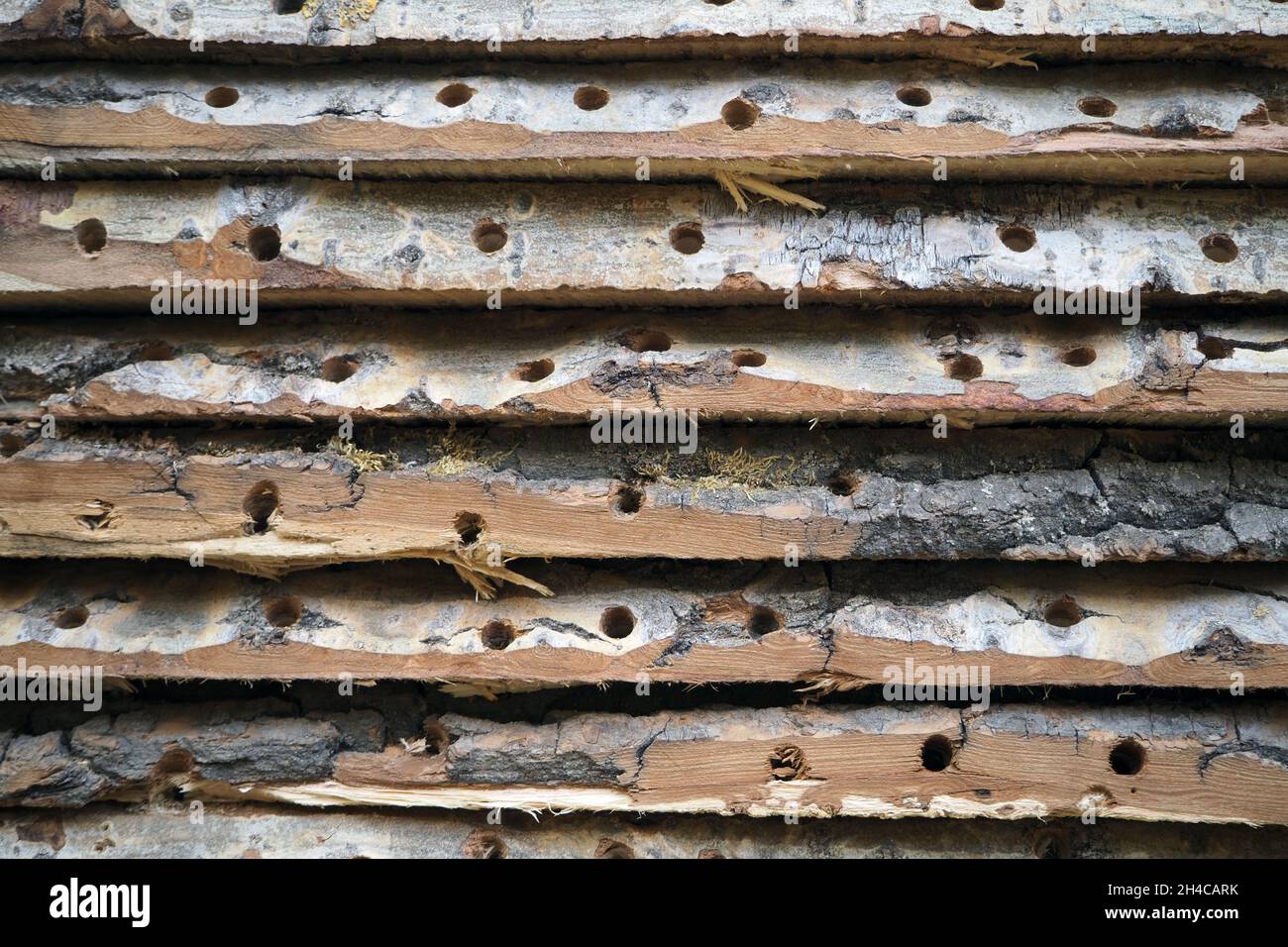 Wood texture wooden boards hi-res stock photography and images - Alamy